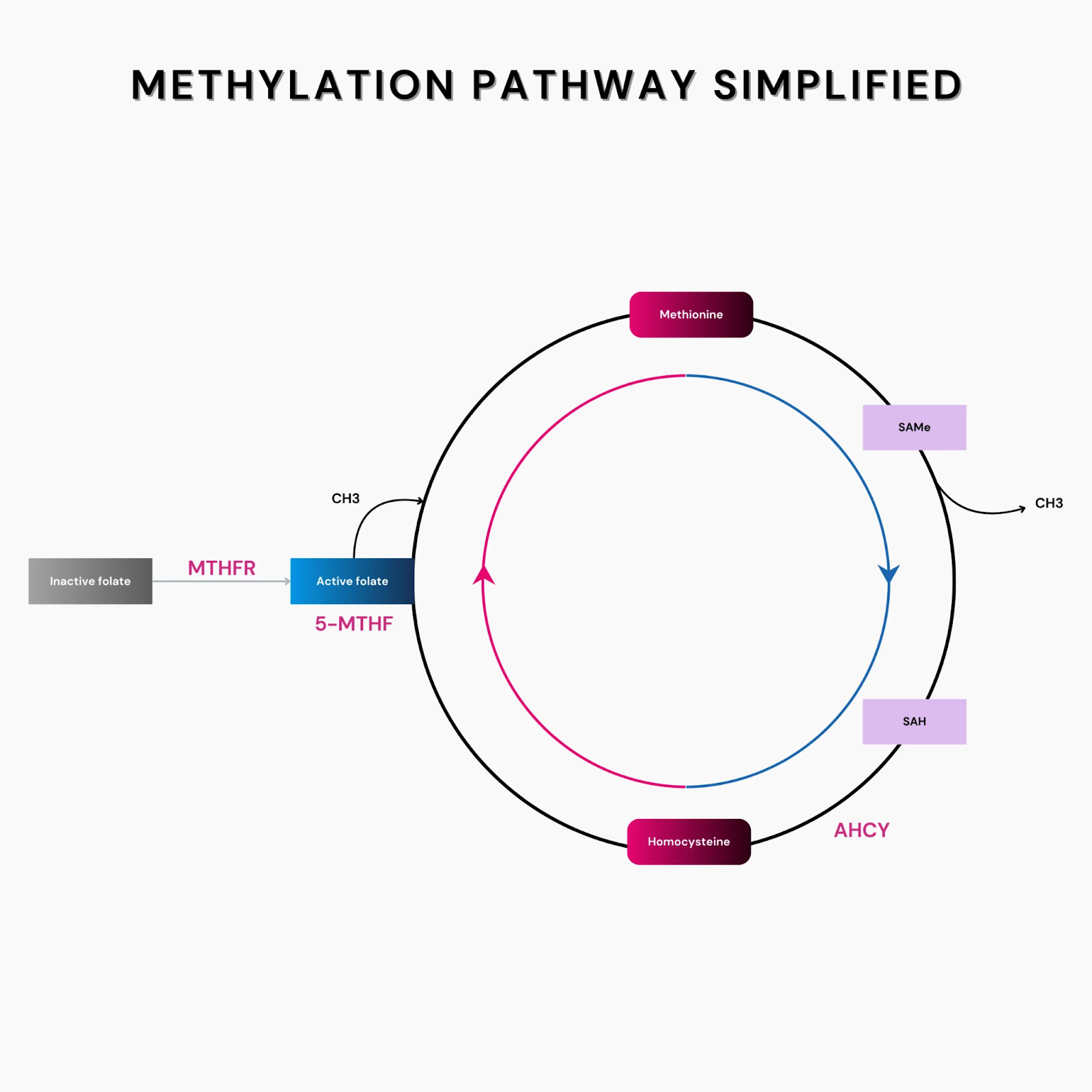 MTHFR Gene Mutations Explained: Symptoms, Risks & Testing Guide MTHFR Gene Mutations Explained: Symptoms, Risks & Testing Guide